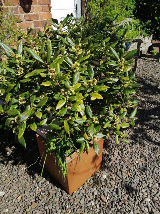 Bay tree in flower – East Lothian u3a